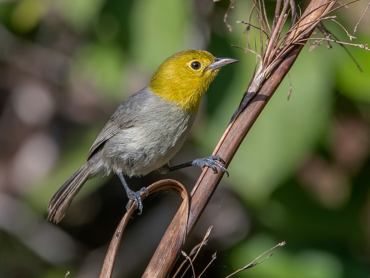 Yellow-headed Warbler - Teretistris fernandinae - Birds of the World