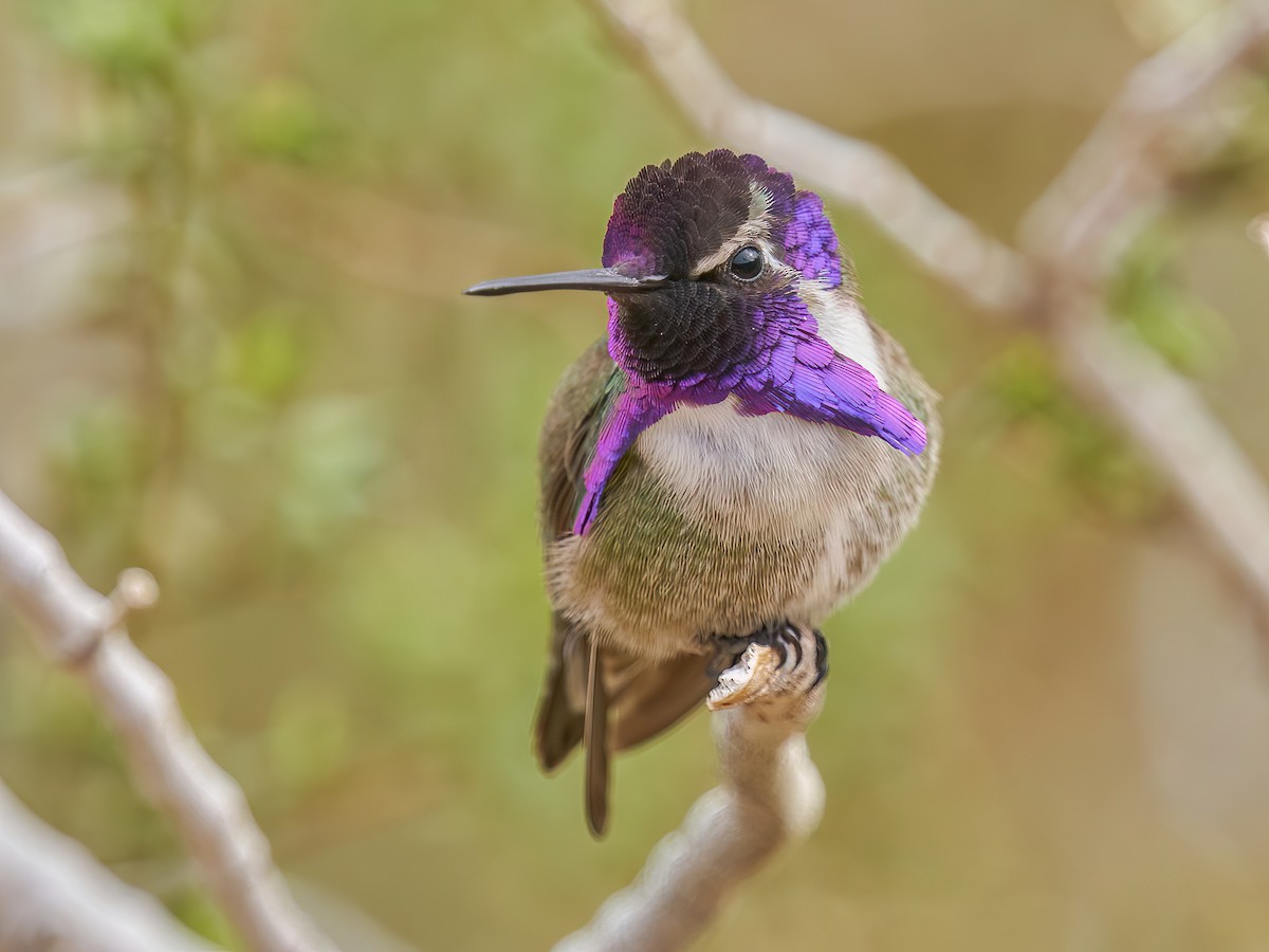 Costa's Hummingbird - Calypte costae - Birds of the World