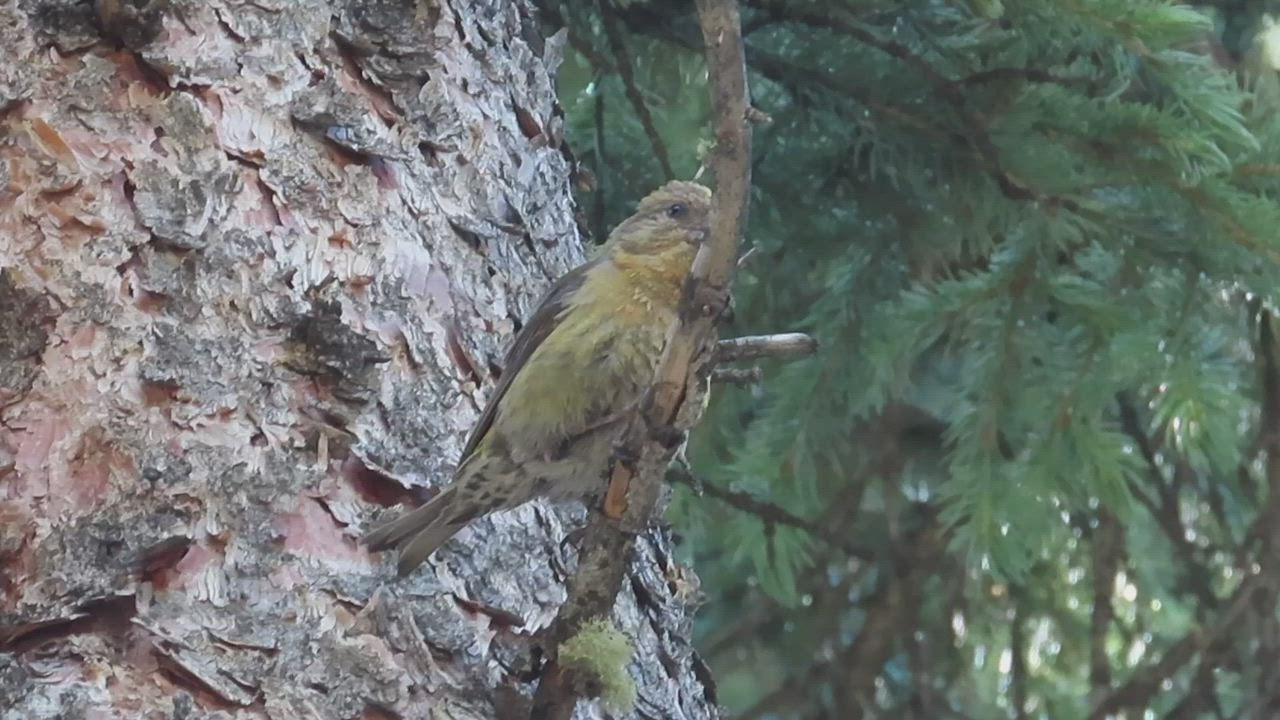 ML549478831 - Red Crossbill (Ponderosa Pine or type 2) - Macaulay Library