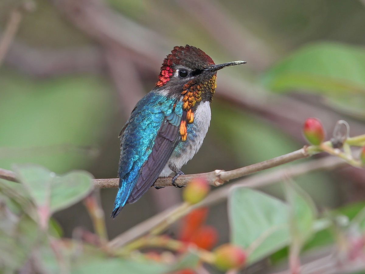 Bee Hummingbird - Mellisuga helenae - Birds of the World