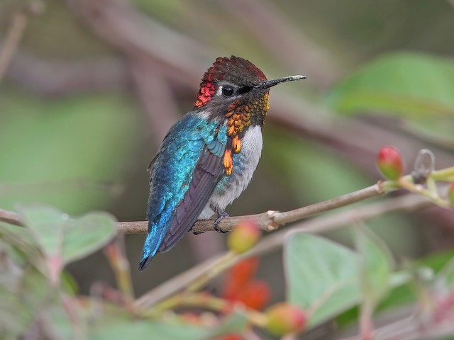 Female Bee Hummingbird