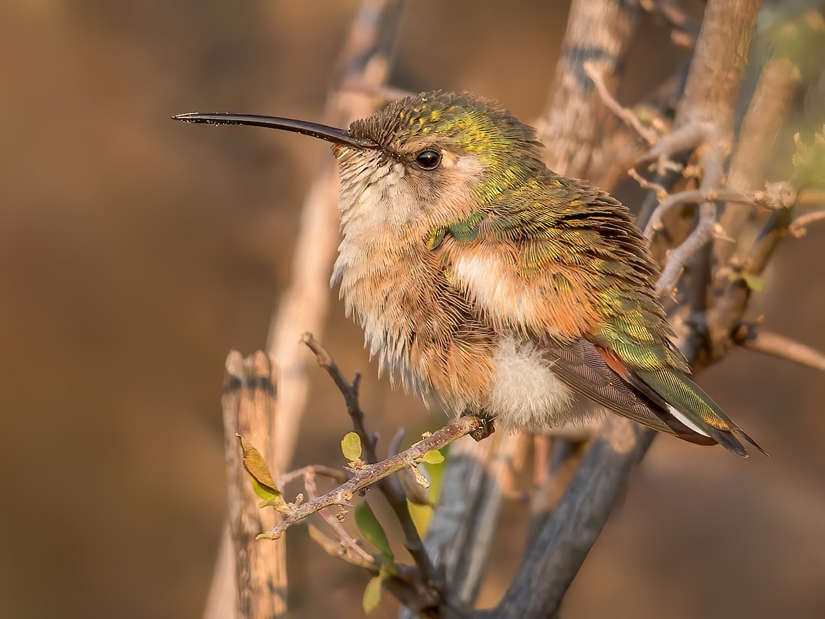 Beautiful Hummingbird - Calothorax pulcher - Birds of the World