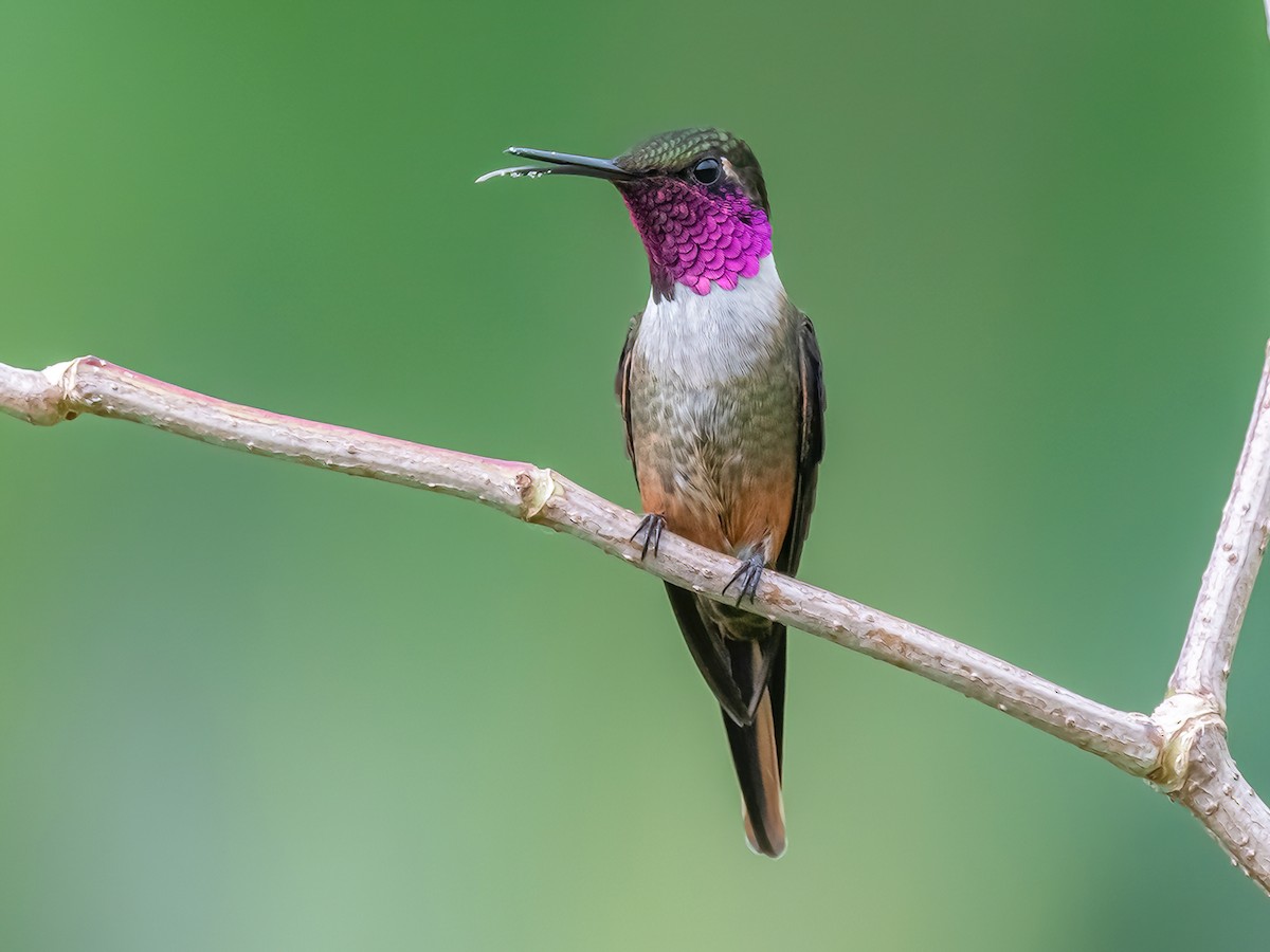 Magenta-throated Woodstar - Philodice bryantae - Birds of the World