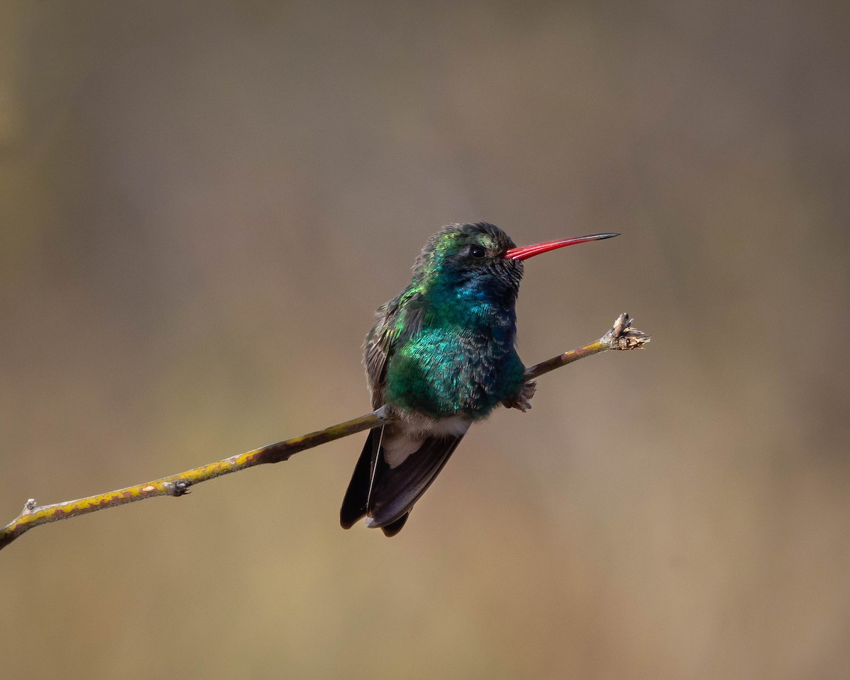 eBird Checklist - 23 Mar 2023 - Patagonia Lake SP--Birding Trail - 33 ...