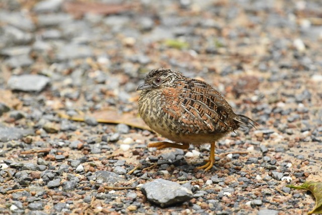 eBird Checklist - 26 Mar 2023 - Mt Lewis Rd - 31 species