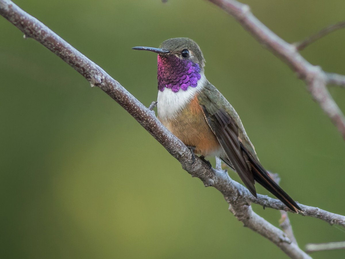 Bahama Woodstar - Nesophlox evelynae - Birds of the World