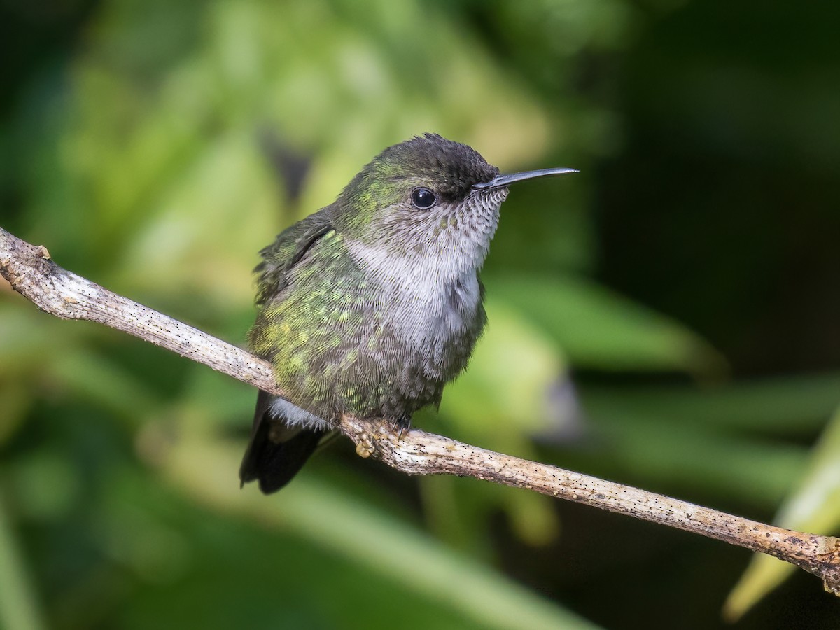 Vervain Hummingbird - Mellisuga minima - Birds of the World