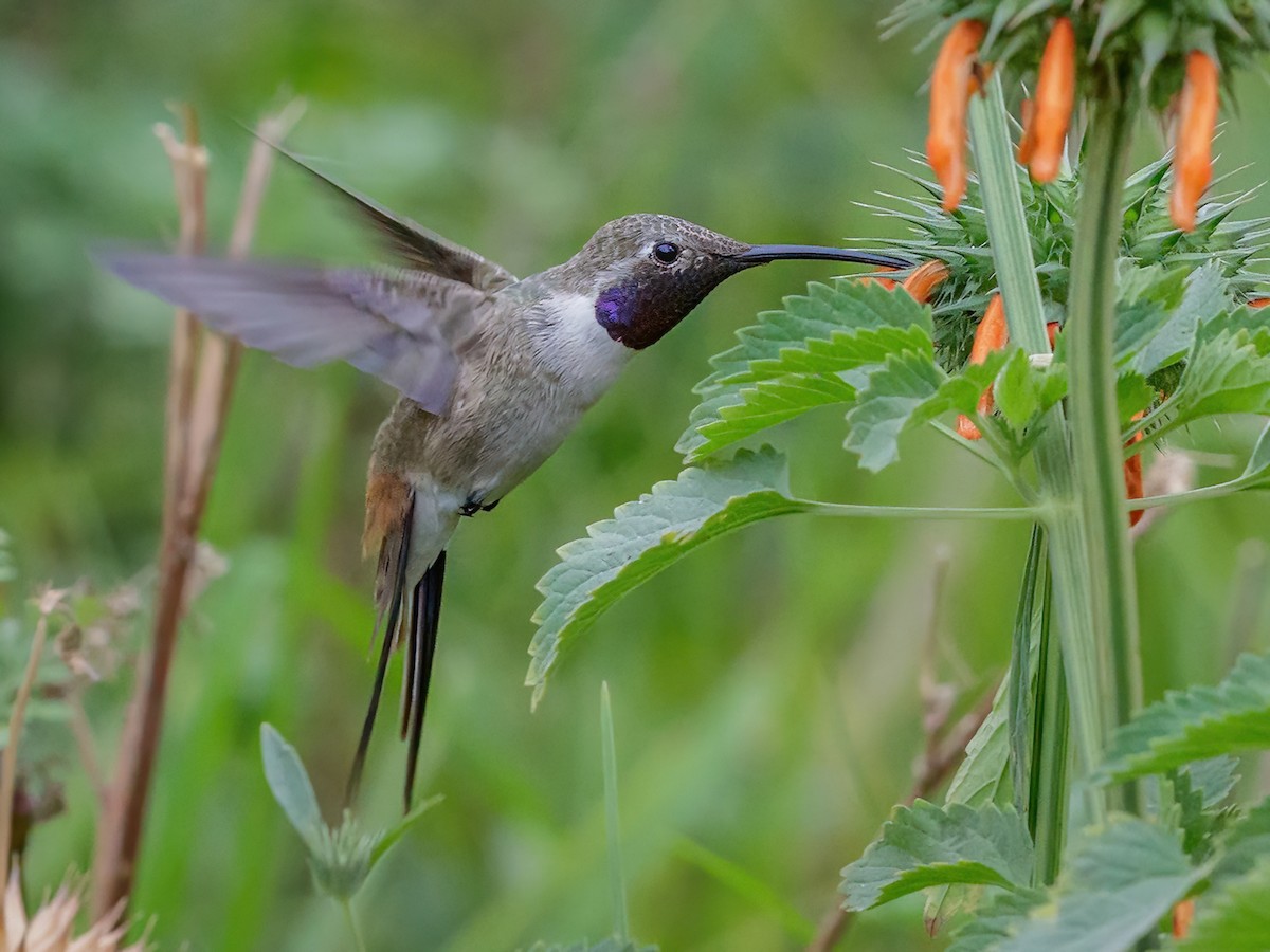 Oasis Hummingbird - Rhodopis vesper - Birds of the World