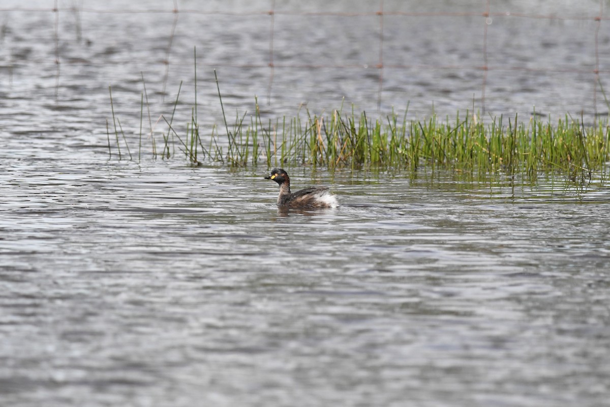 eBird Checklist - 25 Mar 2023 - Merin Merin Swamp State Game Reserve ...