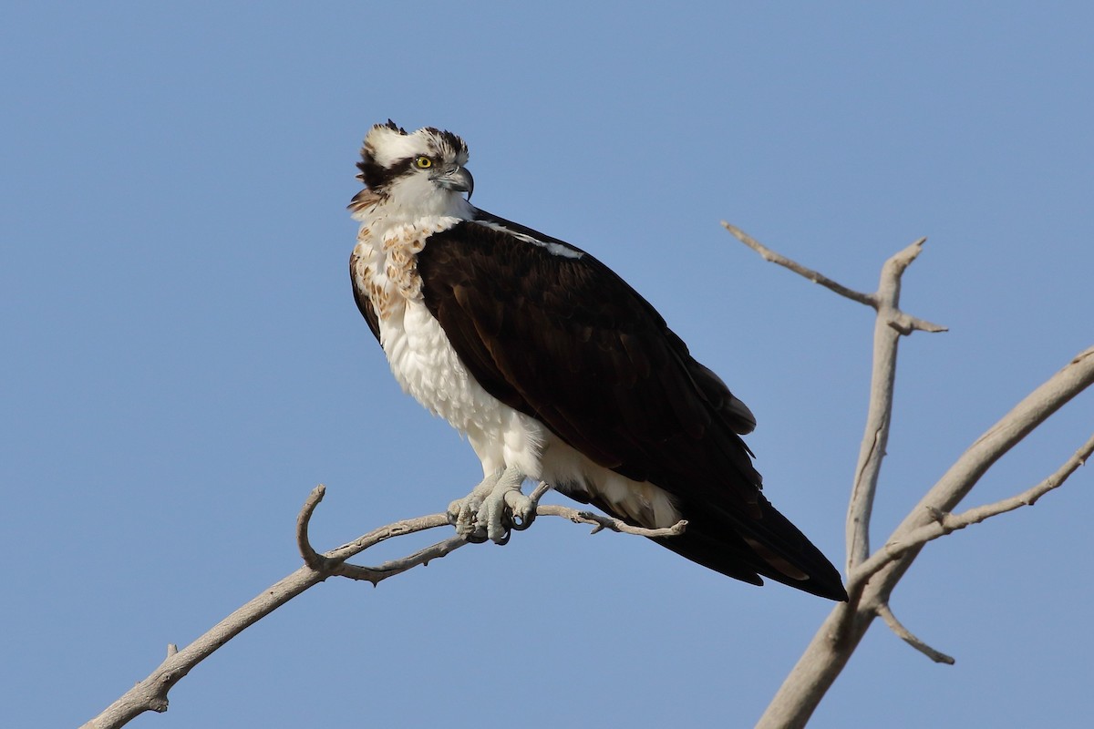 eBird Checklist - 25 Mar 2023 - 860 Ditch House Lane, Fallon, Nevada ...
