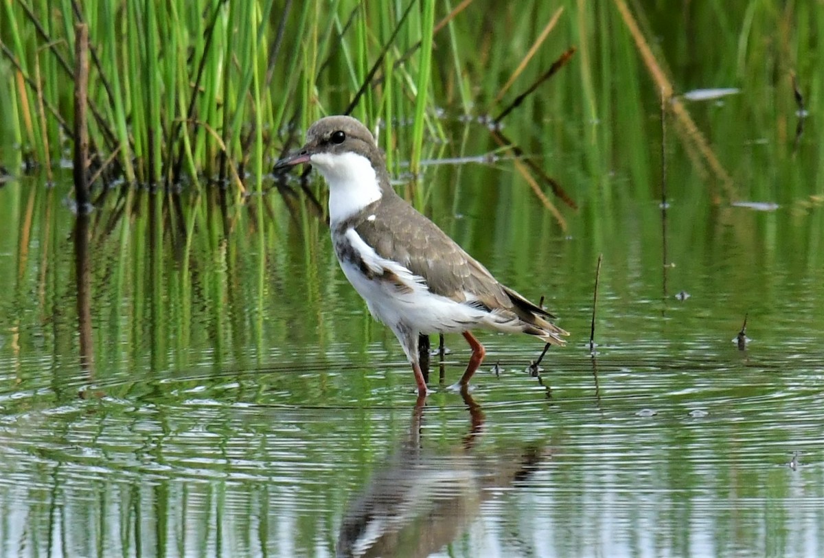 eBird Checklist - 26 Mar 2023 - Merin Merin Swamp State Game Reserve ...