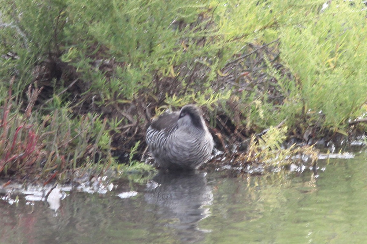 eBird Checklist - 26 Mar 2023 - Mason Park, Homebush - 20 species