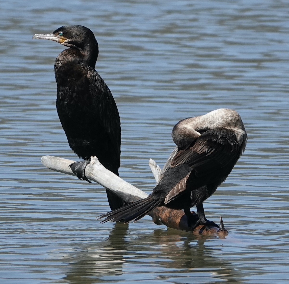 ML549723971 - Neotropic Cormorant - Macaulay Library