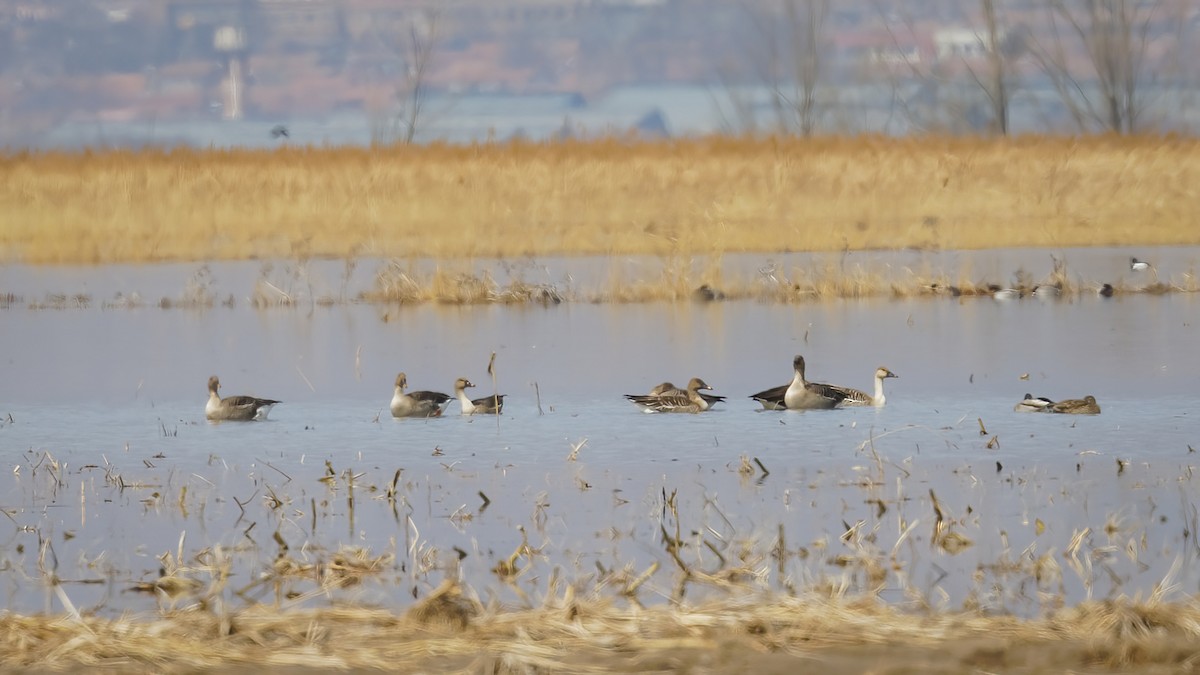 eBird Checklist - 26 Mar 2023 - 马场 (Ma Chang) - 60 species (+1 other taxa)