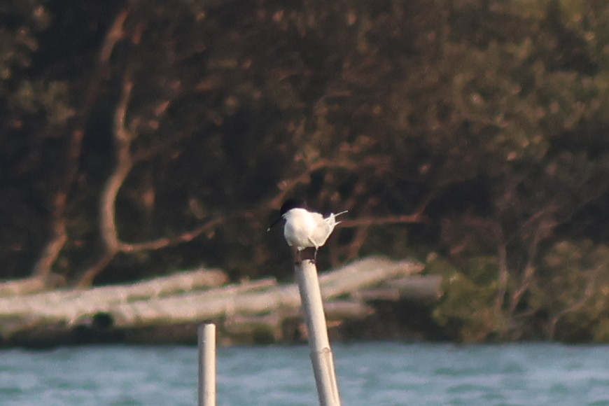 eBird Checklist - 17 Mar 2023 - 台南北門IBA--急水溪口(Beimen IBA--Jishui River ...