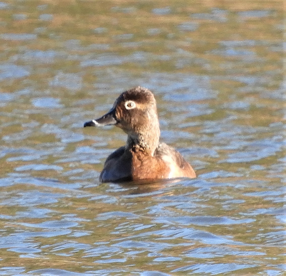 eBird Checklist - 26 Mar 2023 - Lake Barton - 30 species (+1 other taxa)