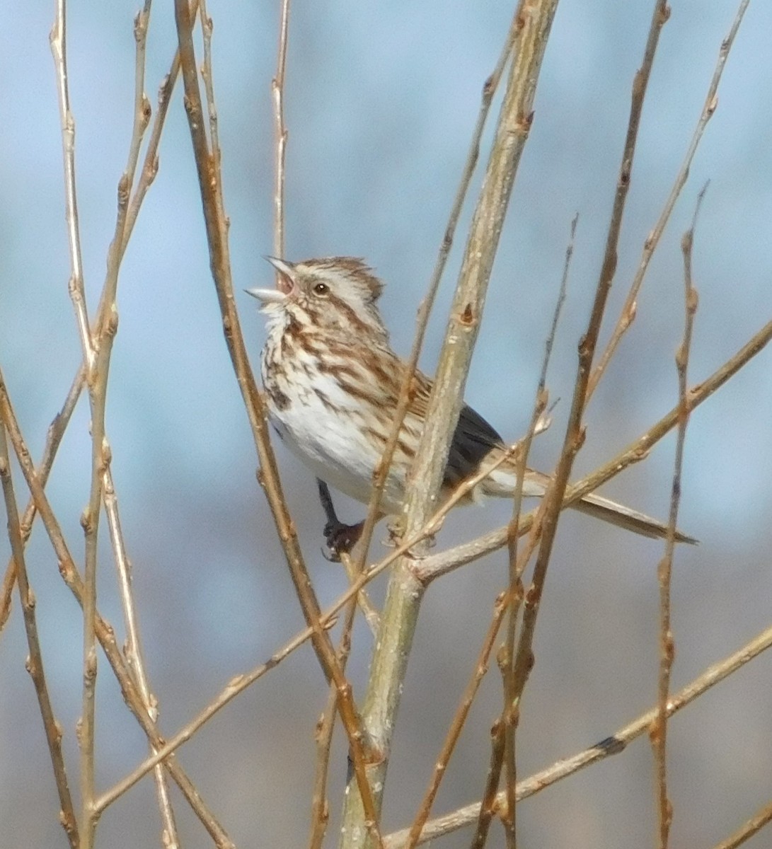eBird Checklist - 26 Mar 2023 - Mentor Marsh State Nature Preserve ...