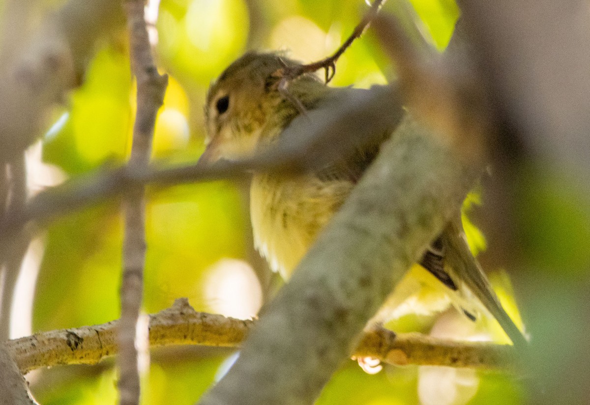 eBird Checklist - 26 Mar 2023 - Peaceful Waters Sanctuary - 37 species