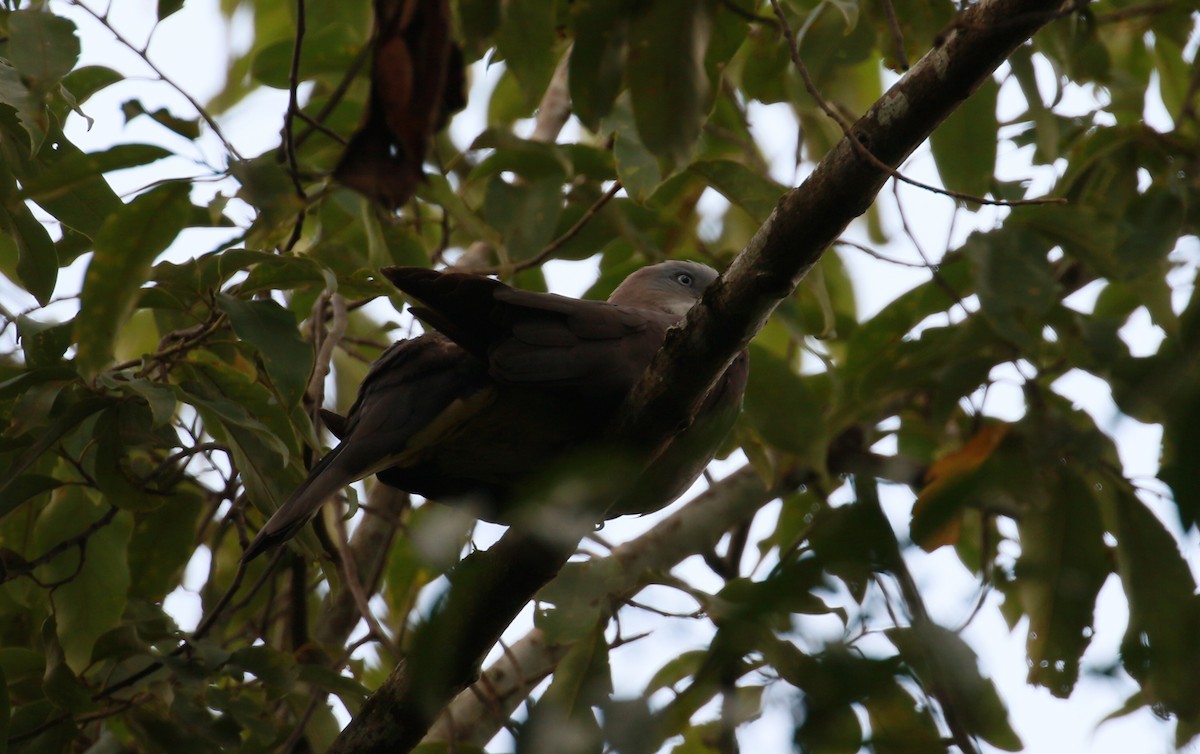 eBird Checklist - 21 Feb 2023 - Kaeng Krachan NP--Panoen Thung (upper ...