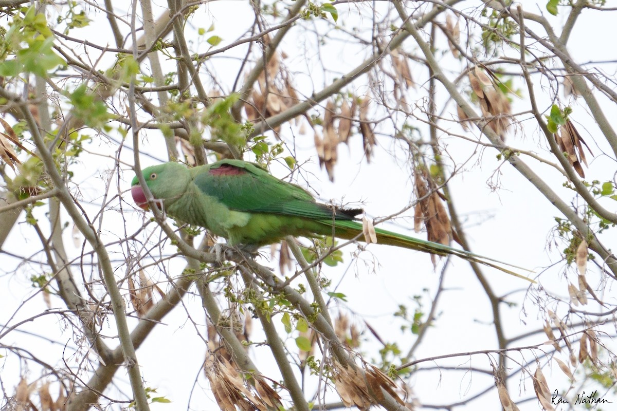 eBird Checklist - 26 Mar 2023 - Ben Gurion Airport נמל התעופה בן גוריון ...
