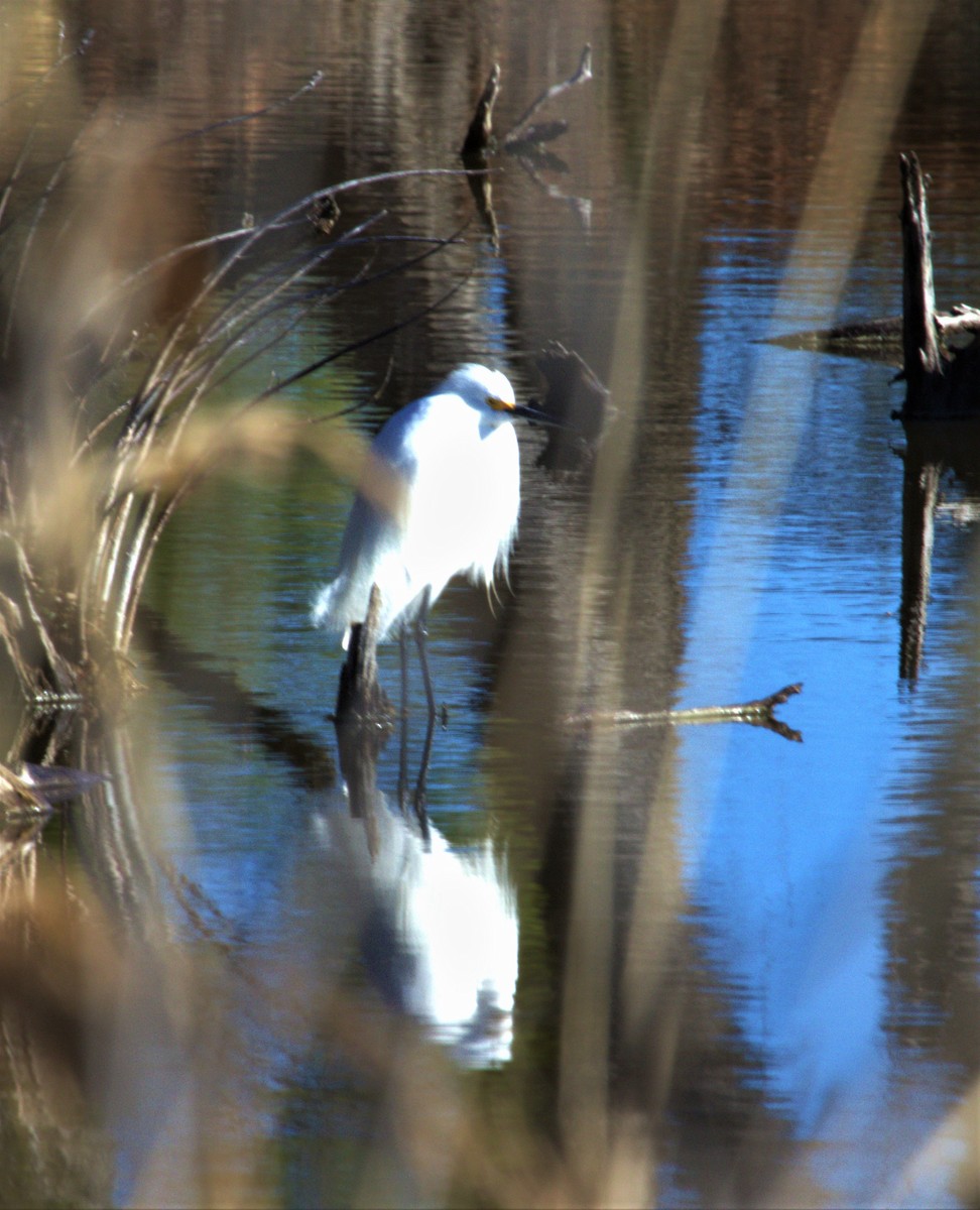 eBird Checklist - 26 Mar 2023 - Wades Point - 55 species