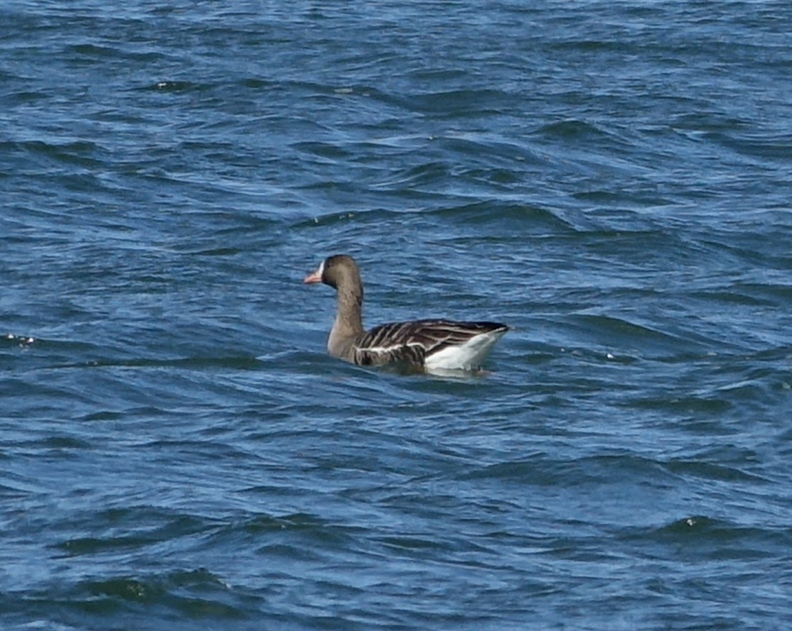 New York Breeding Bird Atlas Checklist - 26 Mar 2023 - Sherburne ...