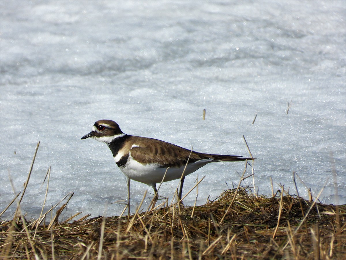 eBird Checklist - 26 Mar 2023 - Kaposia Landing - 12 species