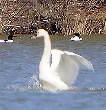 eBird Checklist - 26 Mar 2023 - Donegal Lake - 26 species