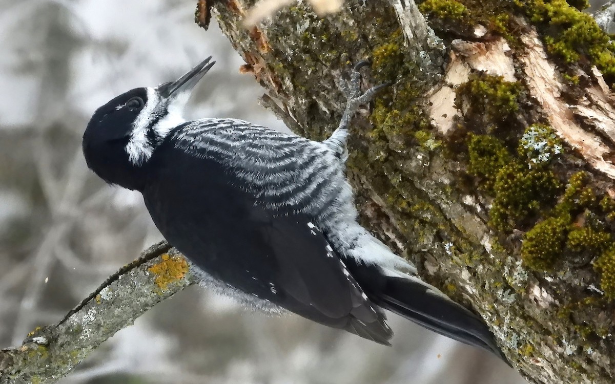 eBird Checklist - 26 Mar 2023 - PN du Cap-St-Jacques - 6 species (+1 ...