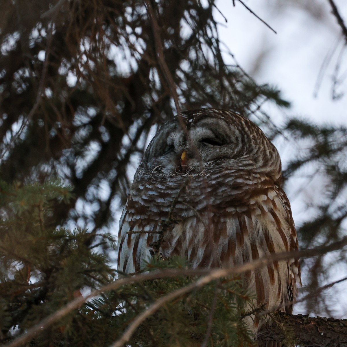 eBird Checklist - 26 Mar 2023 - Edmonton--Kinsmen Park - 3 species