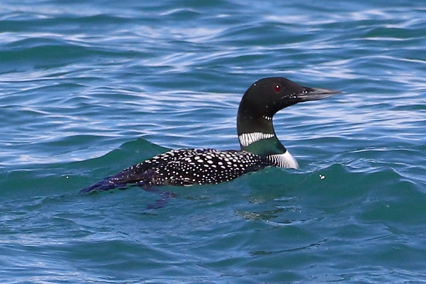 eBird Checklist - 26 Mar 2023 - Pyramid Lake-Pelican Point - 4 species
