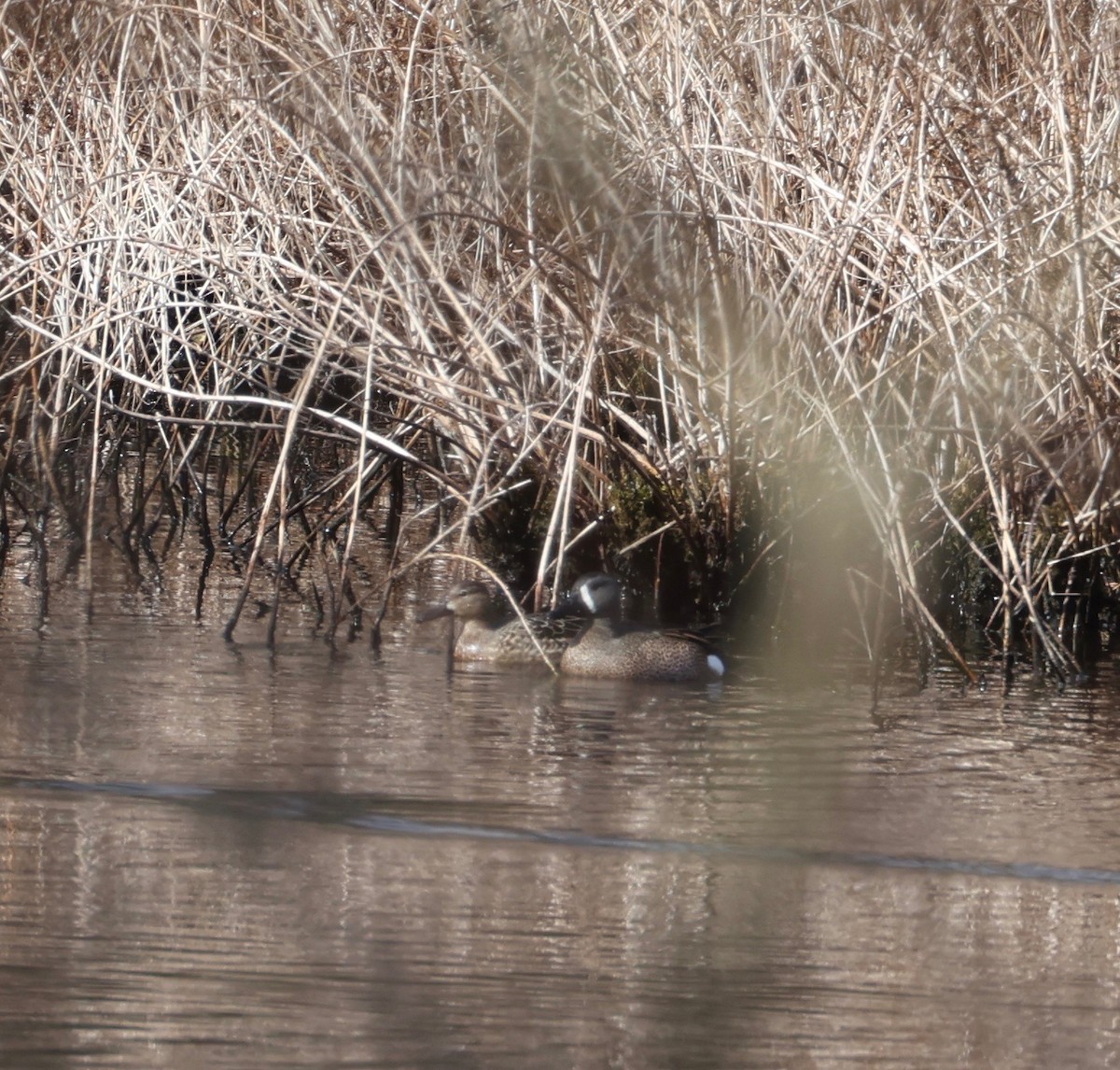 Mass Audubon eBird Checklist - 26 Mar 2023 - Mill Pond, Barnstable - 30 ...