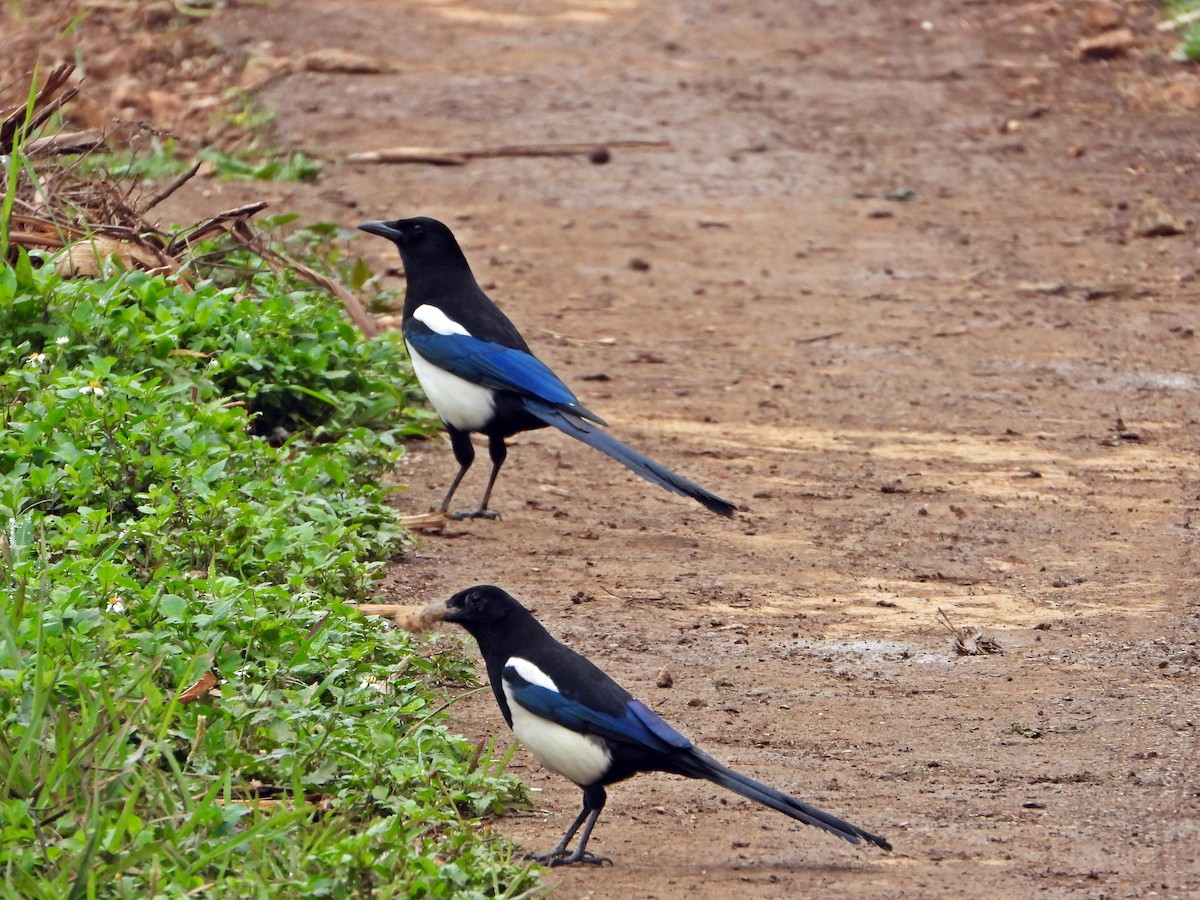 eBird Checklist - 27 Mar 2023 - Ma Pi Leng -- Skywalk - 6 species (+1 ...