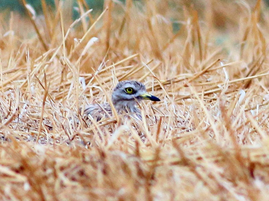 Alcaraván Común - eBird