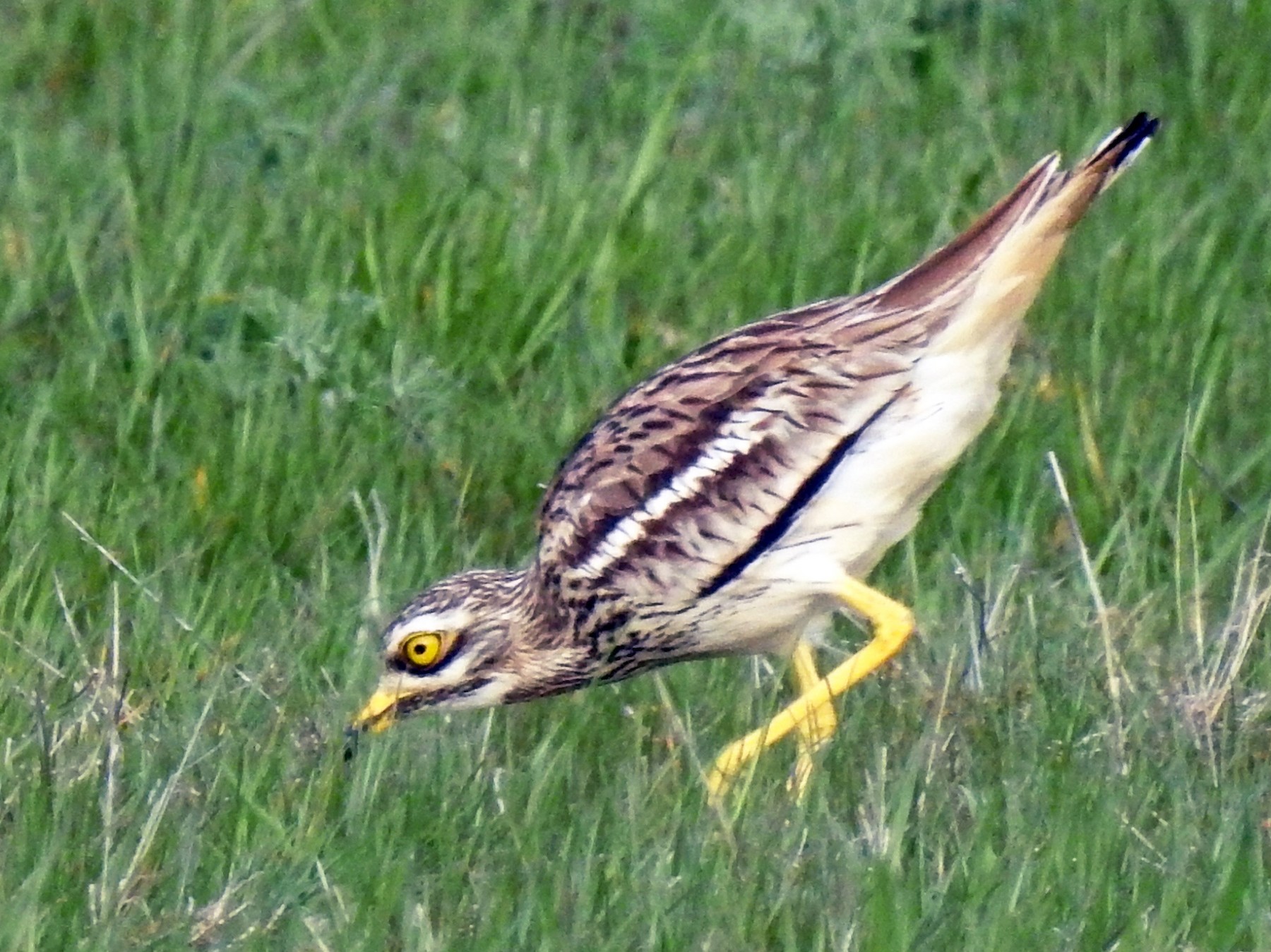 Eurasian Thick-knee - eBird
