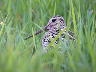 Great Snipe - eBird
