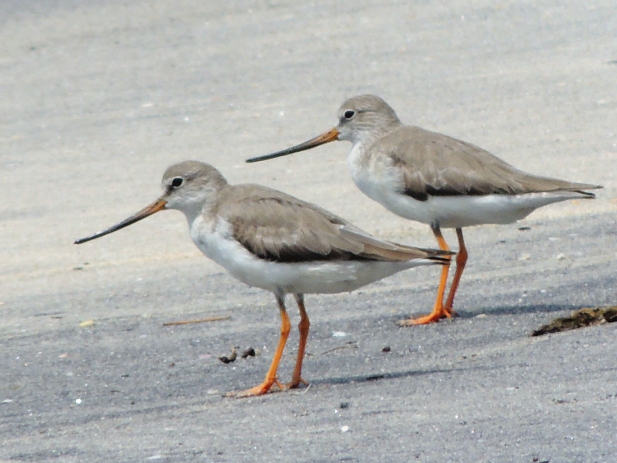 Terek Sandpiper - eBird