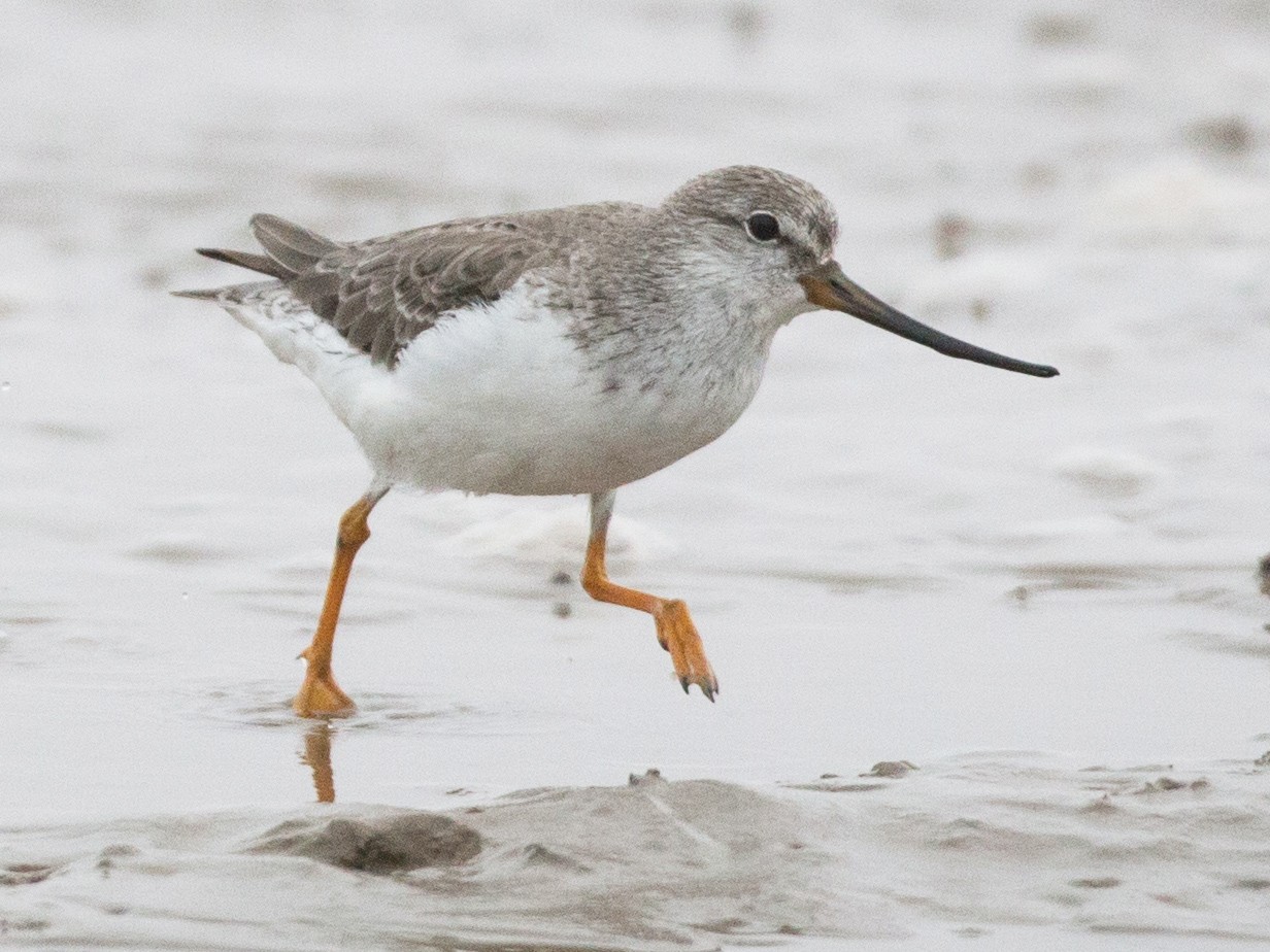 Terek Sandpiper - eBird