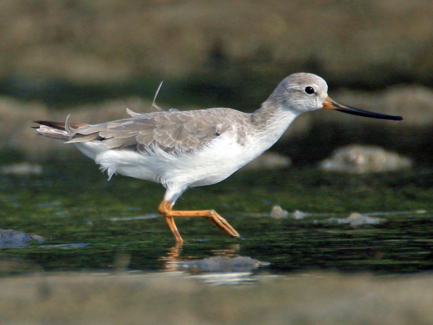 Terek Sandpiper - eBird