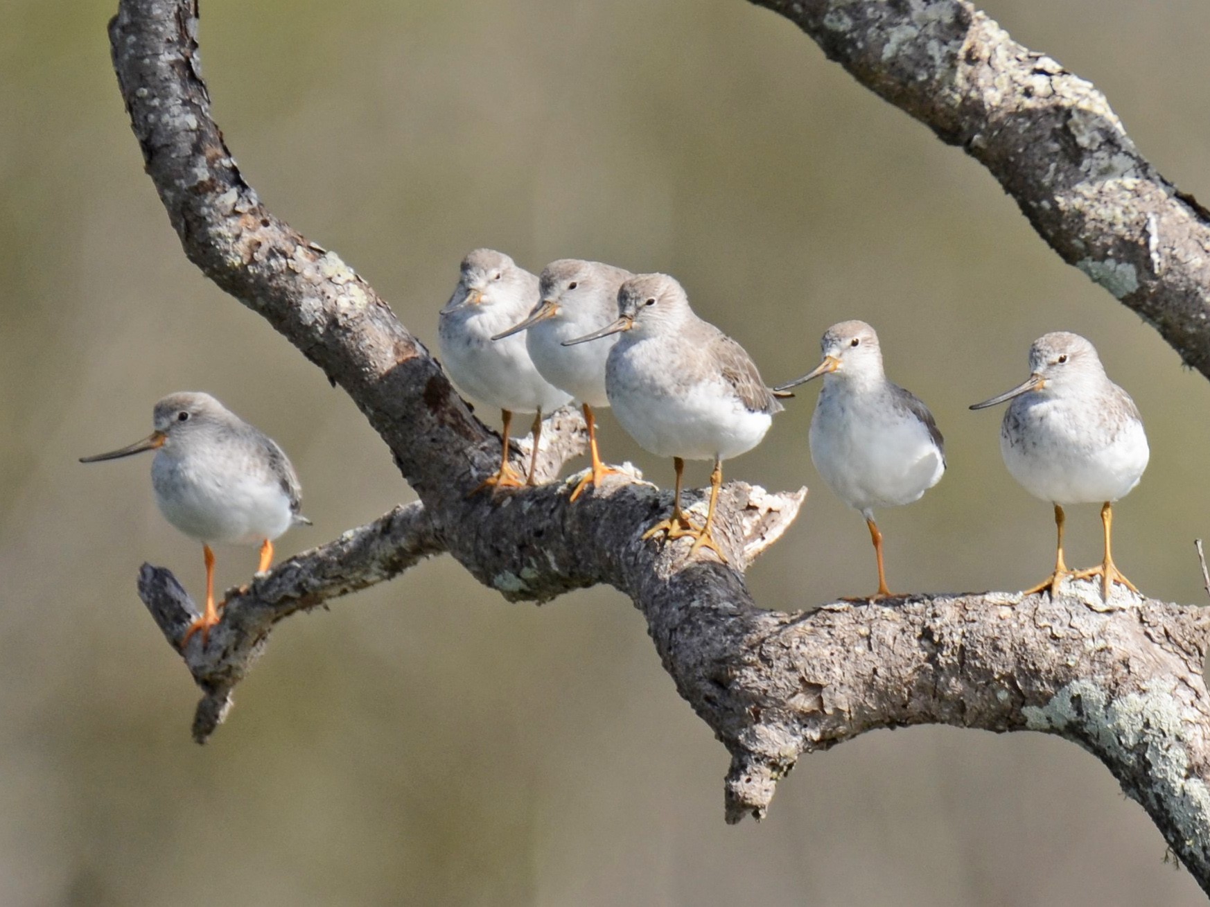 Terek Sandpiper - eBird