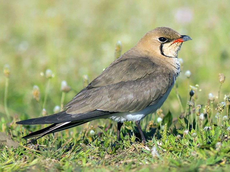 Collared Pratincole - eBird