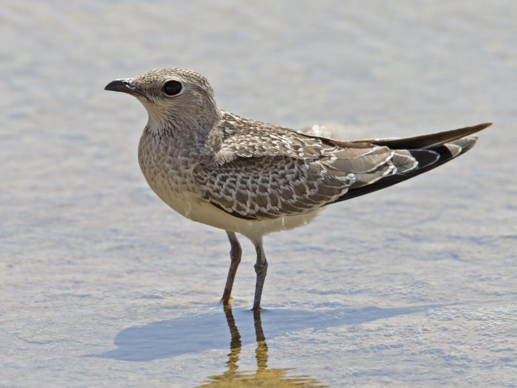 Collared Pratincole - eBird