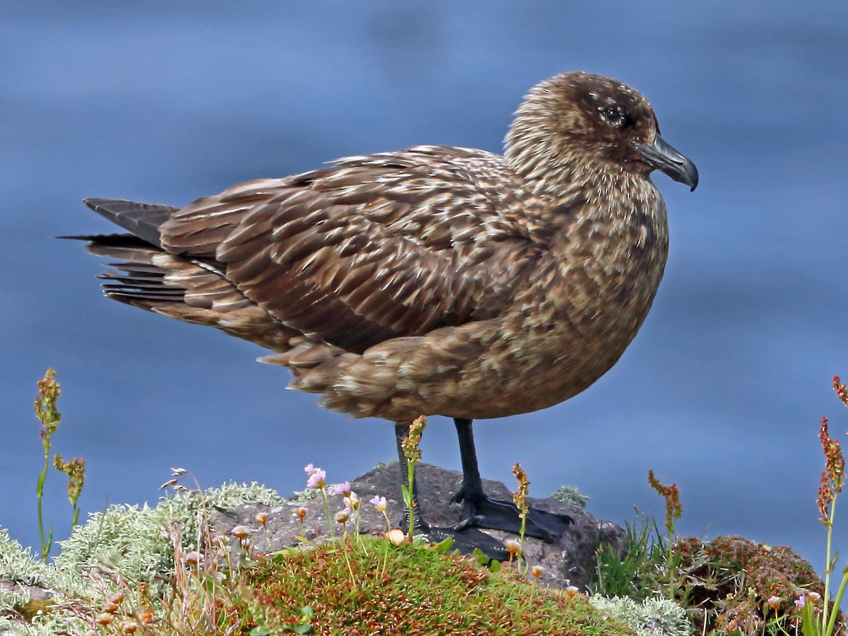 Great Skua - Stercorarius skua - Birds of the World