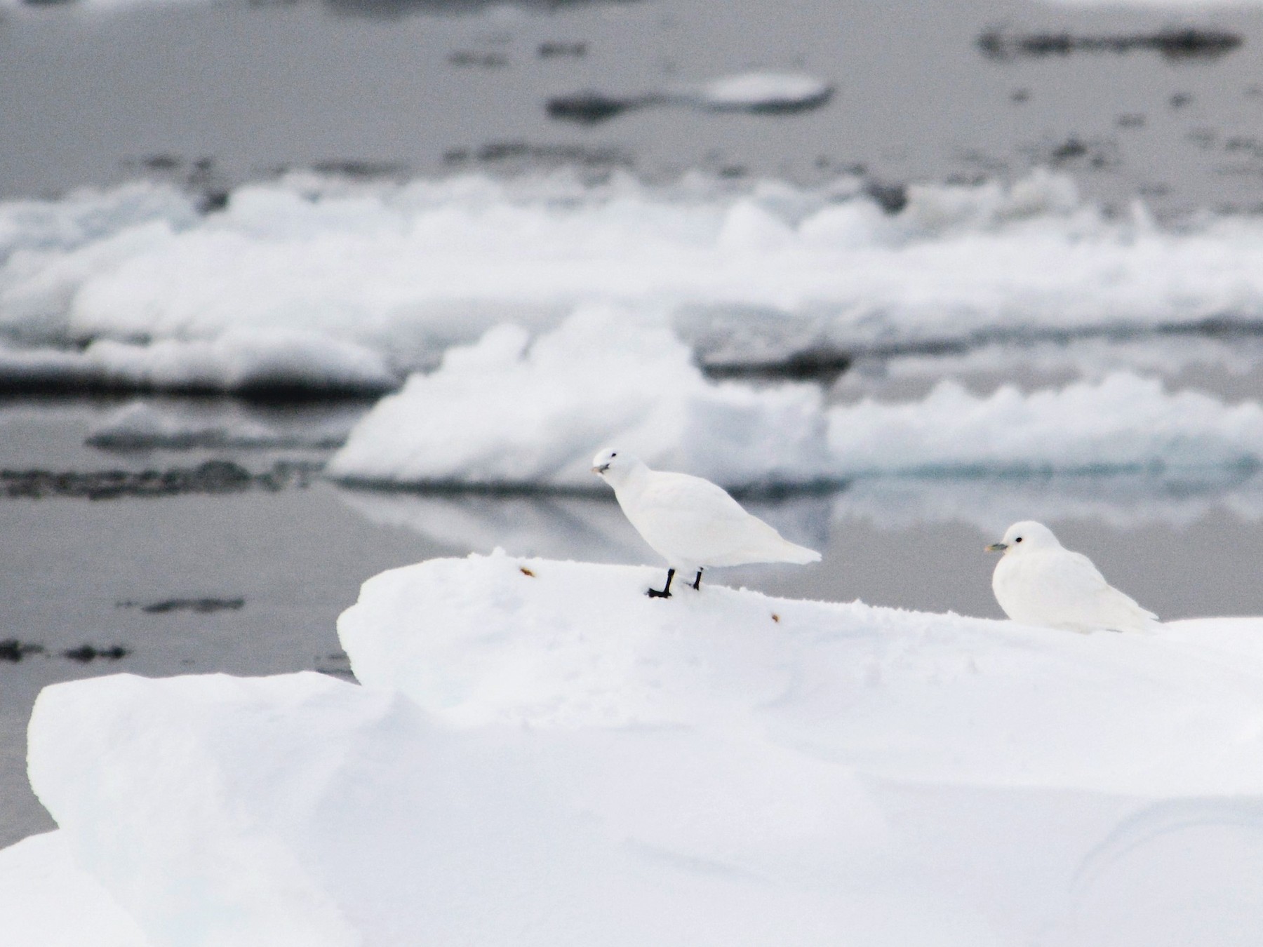 Ivory Gull - eBird