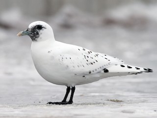 Ivory Gull - eBird