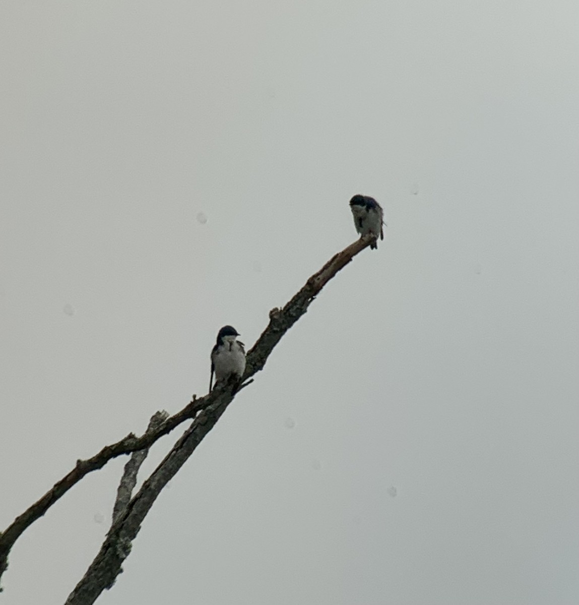 eBird Checklist - 27 Mar 2023 - USI--Bent Twig Trails, Reflection Lake ...