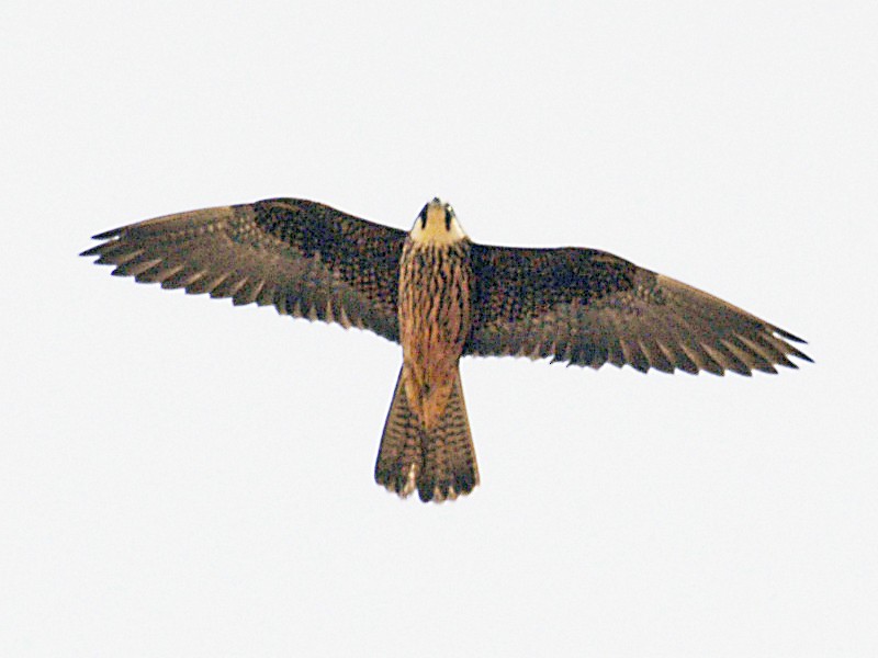 Eleonora's Falcon - eBird