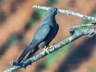 Eleonora's Falcon - eBird