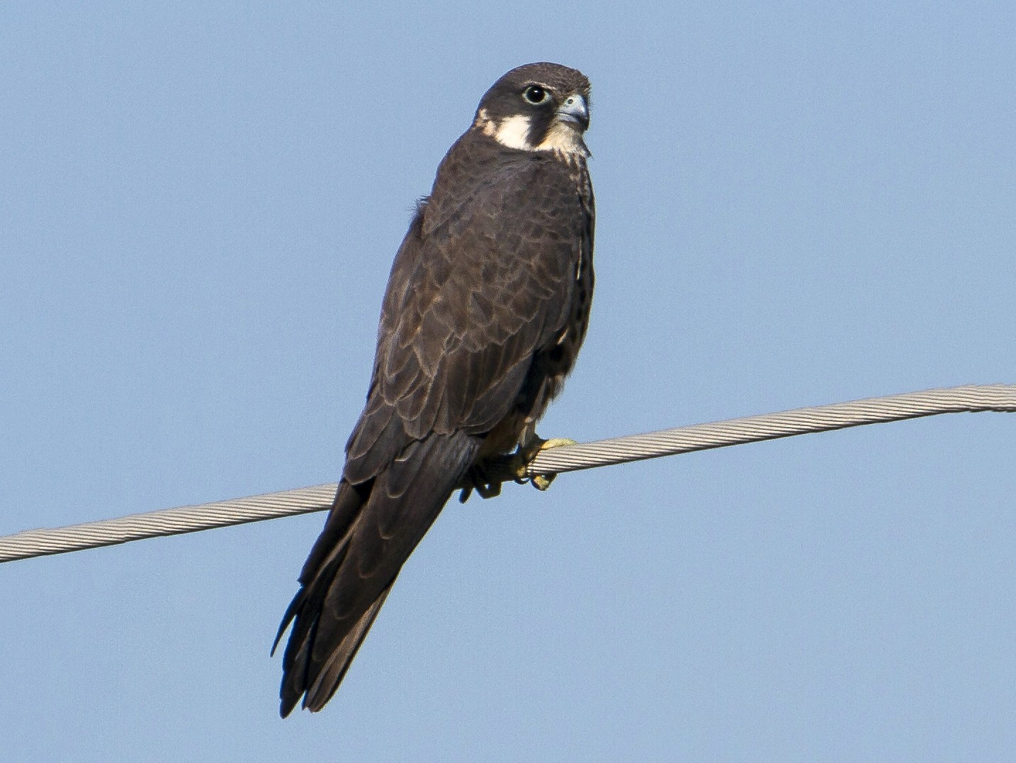 Eleonora's Falcon - eBird