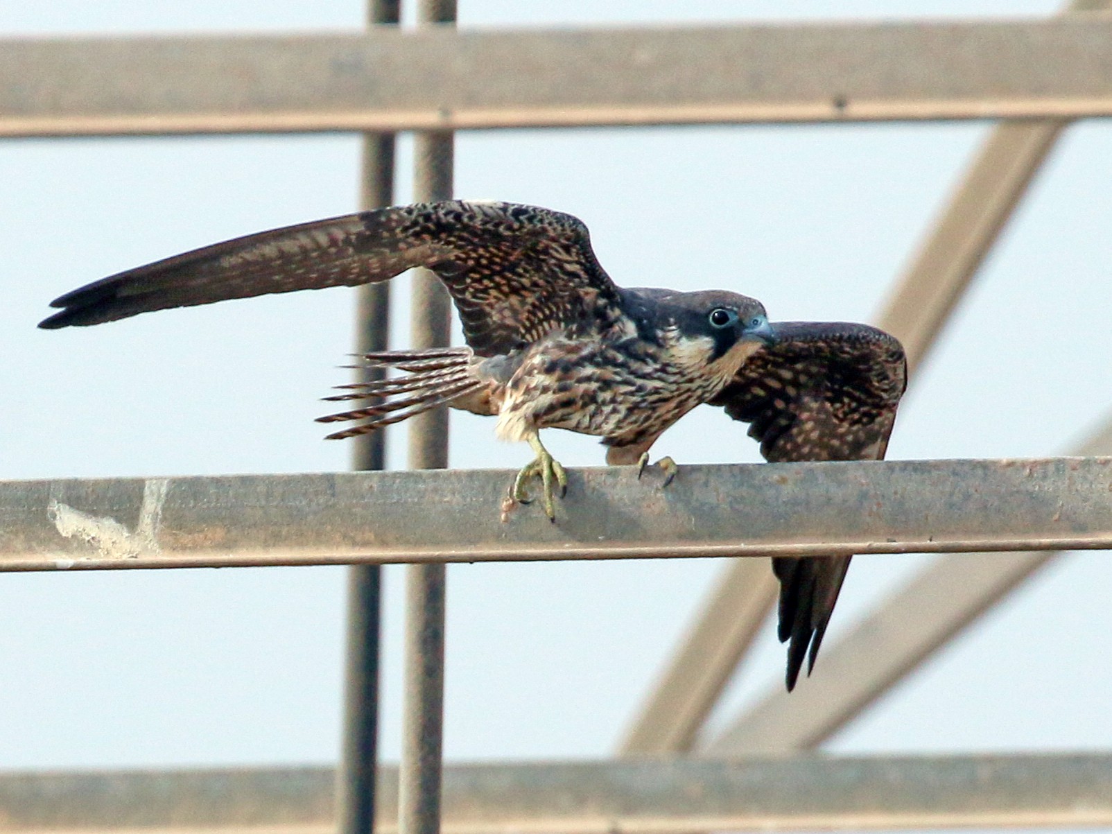 Eleonora's Falcon - eBird